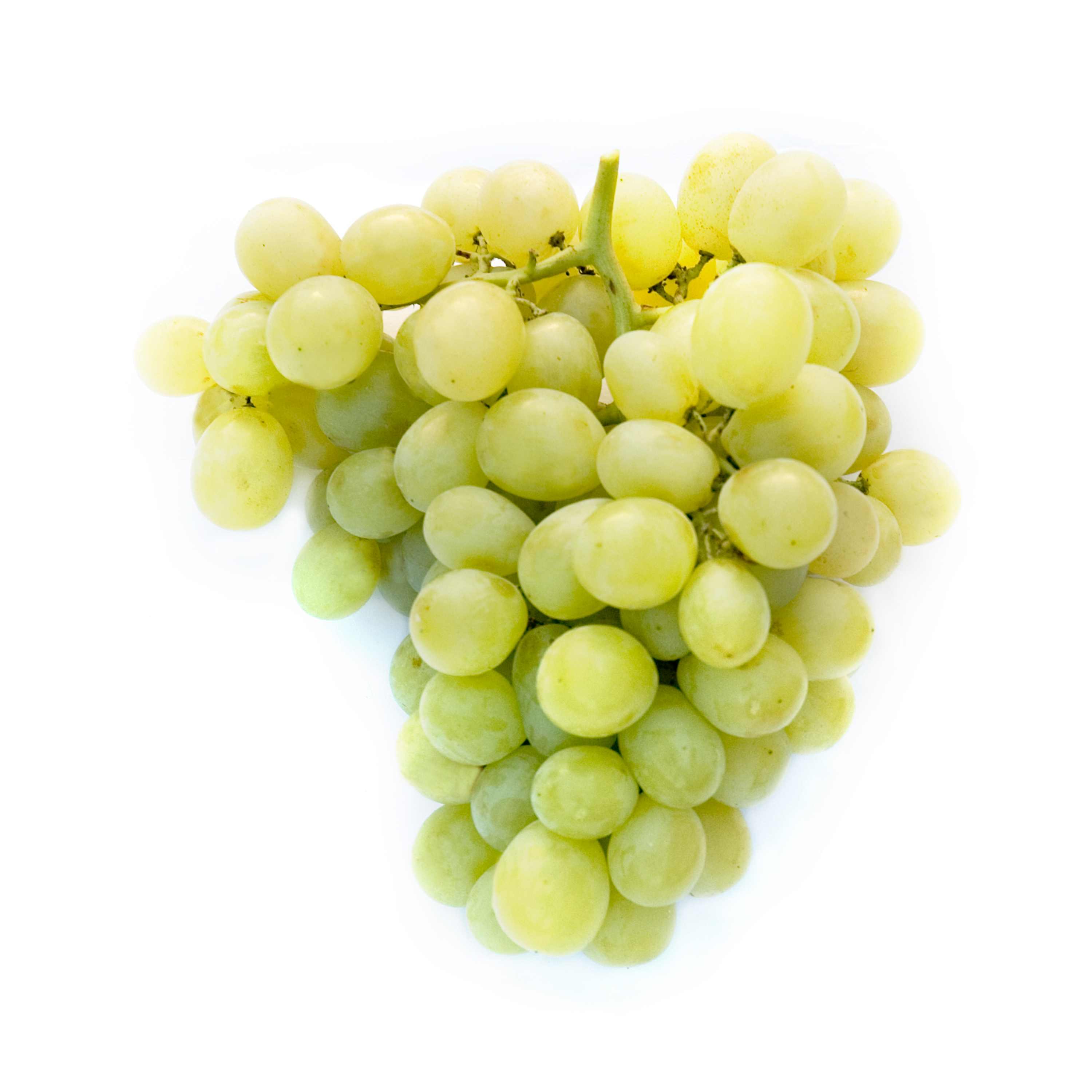 Trauben weiß "Victoria" | Biohof Achleitner